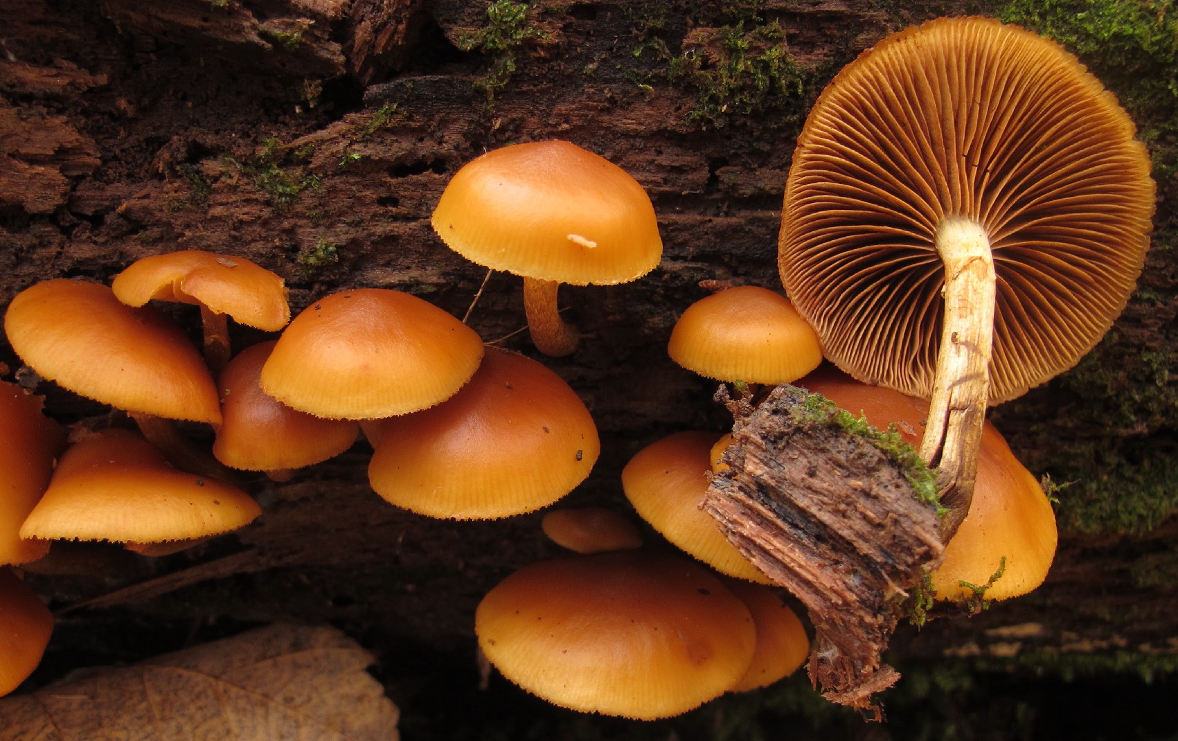 Conocybe filaris (Conocybe filaris) - Picture Mushroom
