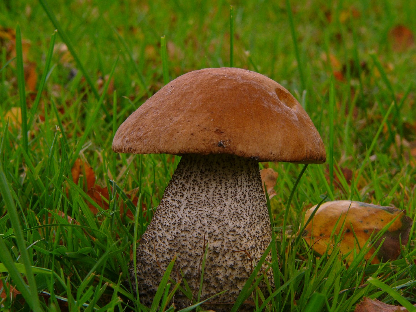 Birken-rotkappe (Leccinum versipelle) - Picture Mushroom