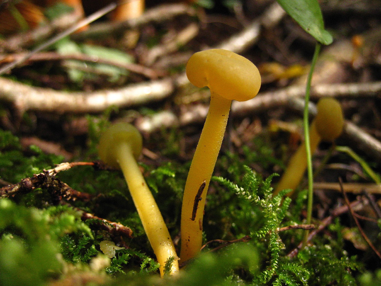 Coryne atrovirens (Coryne atrovirens) - Picture Mushroom