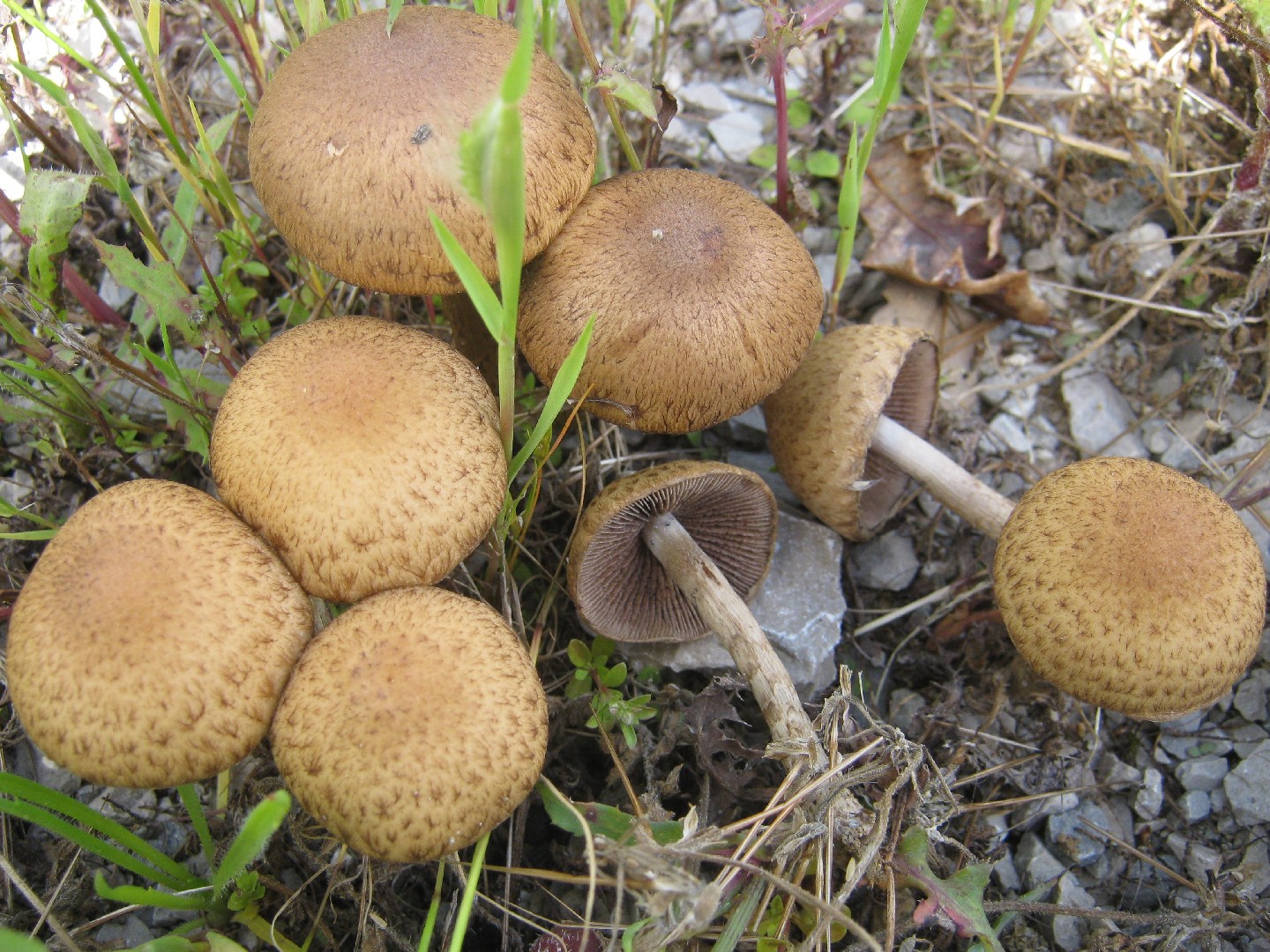 イタチタケ（鼬茸） (Psathyrella candolleana) - Picture Mushroom