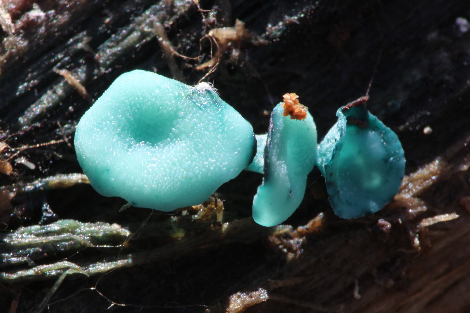 Turquoise elfcup (Chlorociboria aeruginosa) - Picture Mushroom