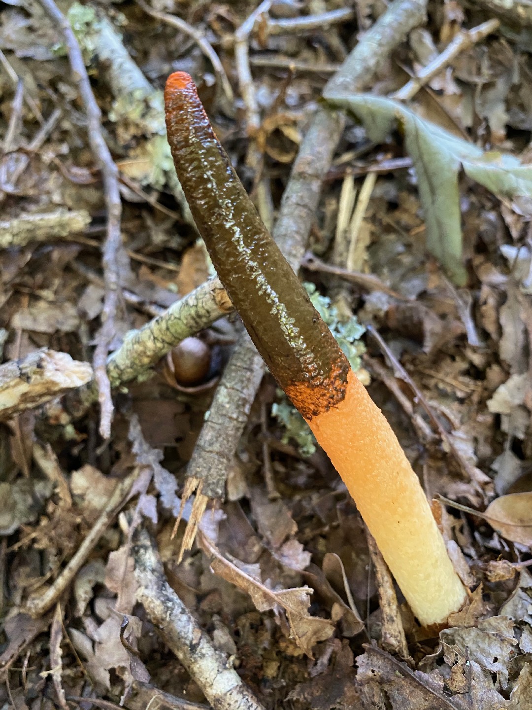 Mutinus borneensis (Mutinus borneensis) - Picture Mushroom
