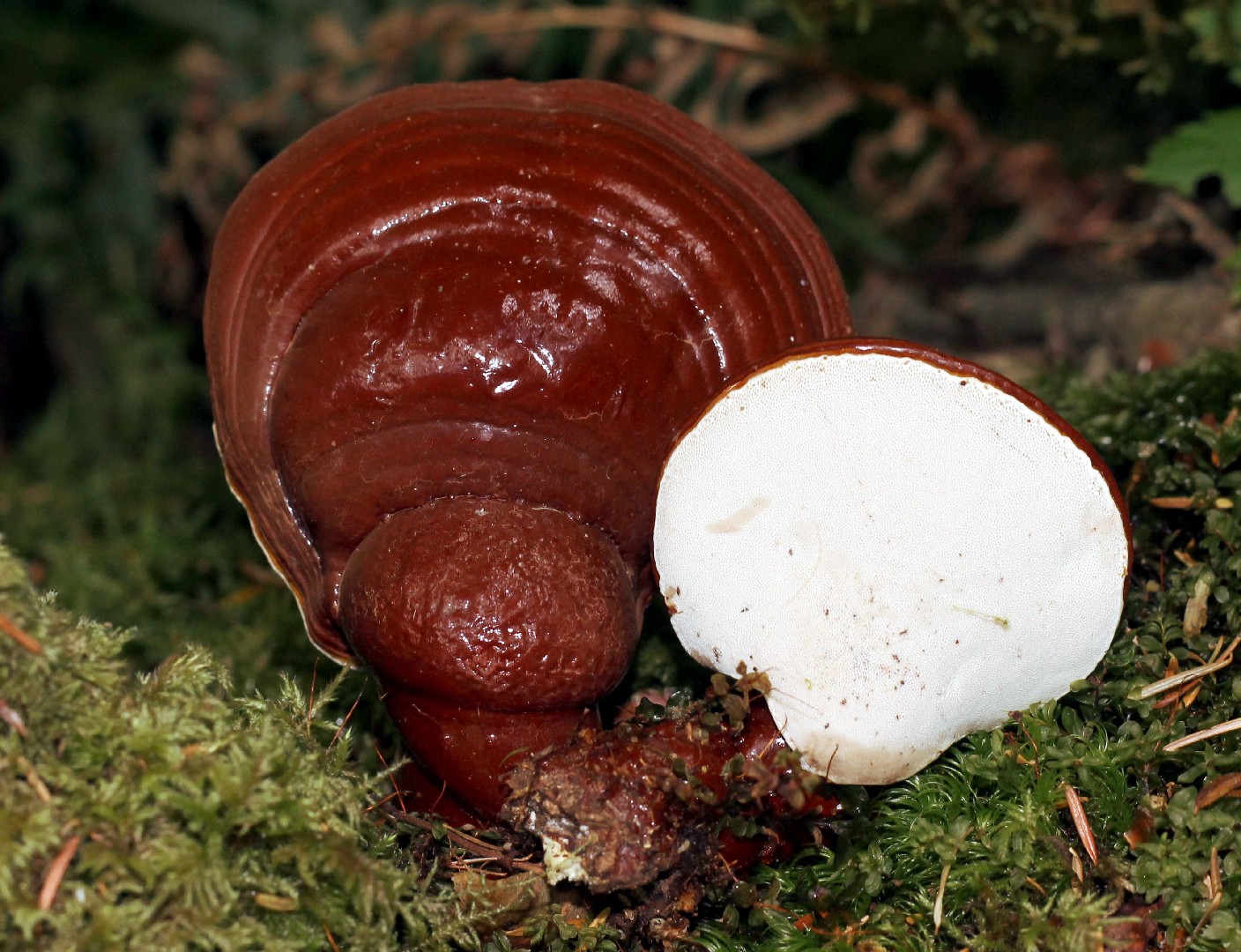 Ganoderma tsugae (Ganoderma tsugae) - Picture Mushroom
