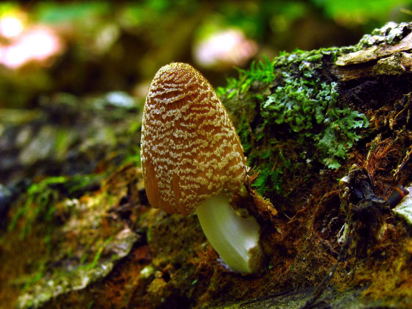 Coprinellus radians (Coprinellus radians) - Picture Mushroom