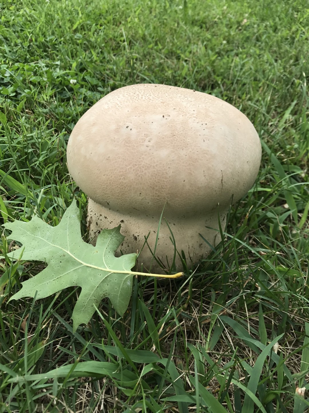 Calvatia gigantea (Calvatia gigantea) - Picture Mushroom