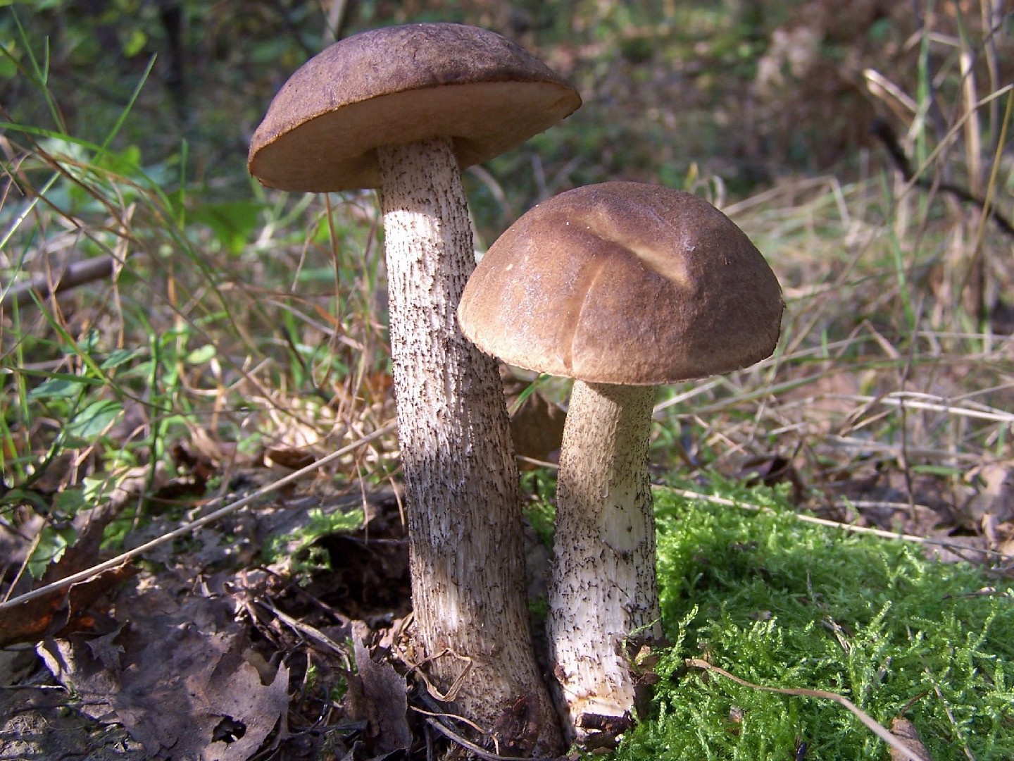 Birken-rotkappe (Leccinum versipelle) - Picture Mushroom
