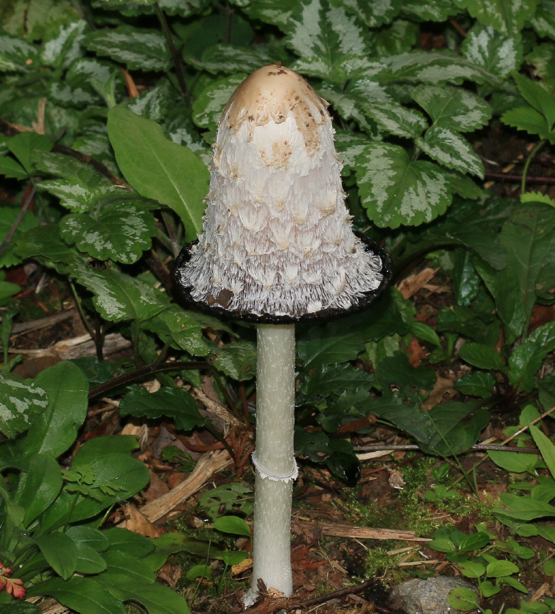 Specht-tintling (Coprinopsis picacea) - Picture Mushroom