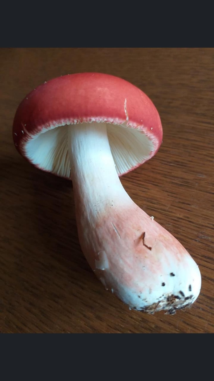 Russula cremoricolor (Russula cremoricolor) - Picture Mushroom