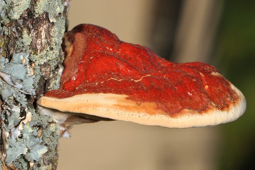 Ganoderma curtisii (Ganoderma curtisii) - Picture Mushroom