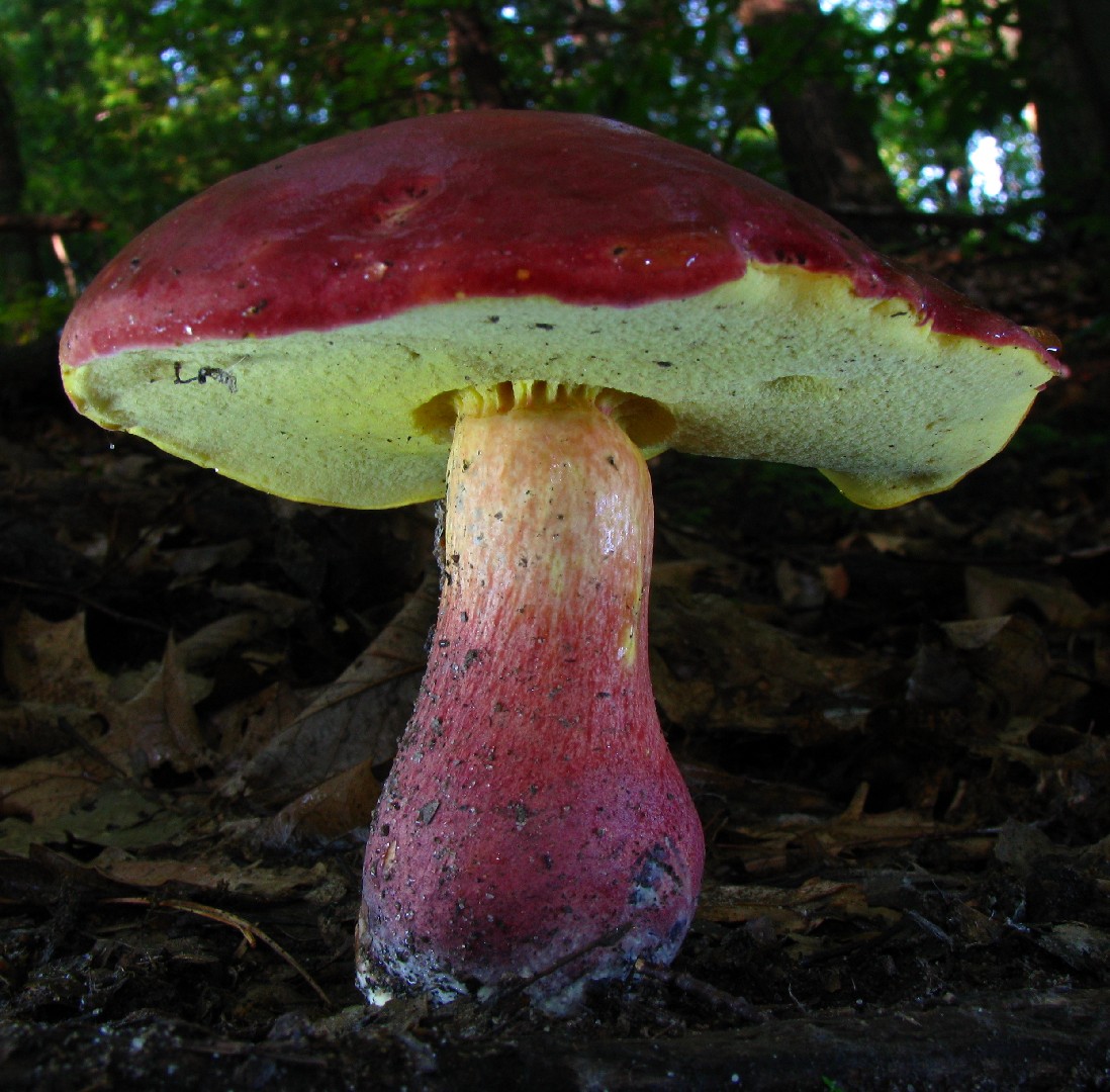 Field bolete (Hortiboletus campestris) - Picture Mushroom